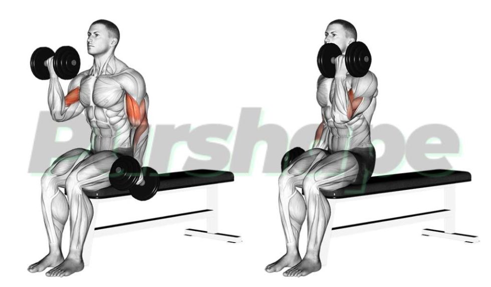 Exercice curl biceps assis - PURSHAPE