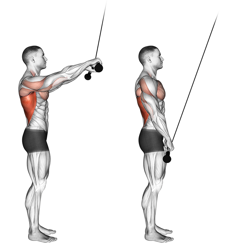Exercice extension des bras debout - PURSHAPE